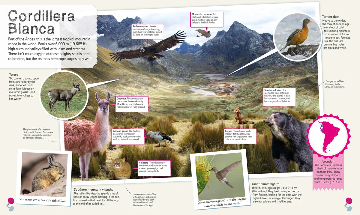 Children's Illustrated Animal Atlas – Toby's Trove